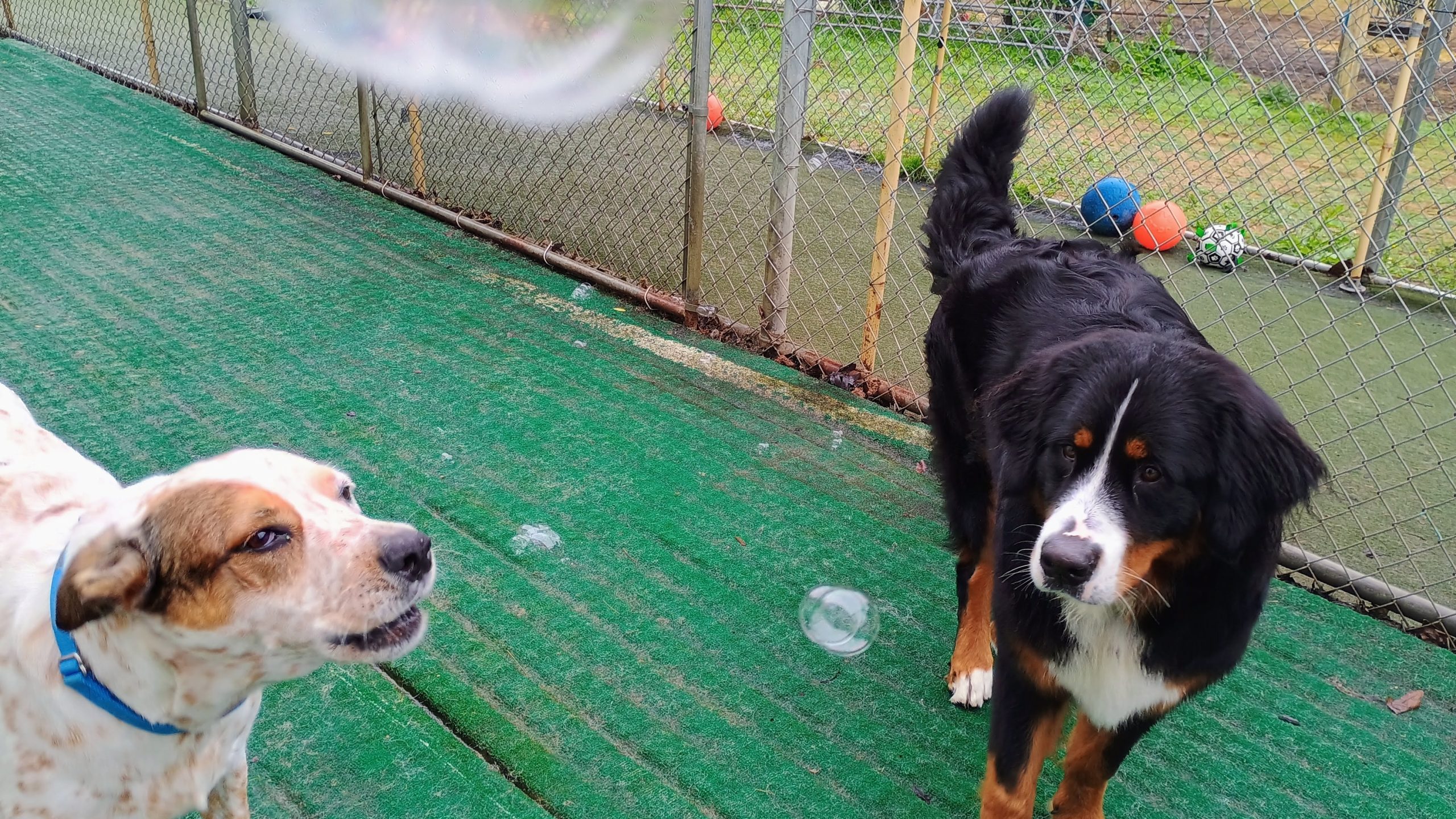6/9/2025 Bubbles, Towel roll up, Scent track :) - Dogs on the Farm